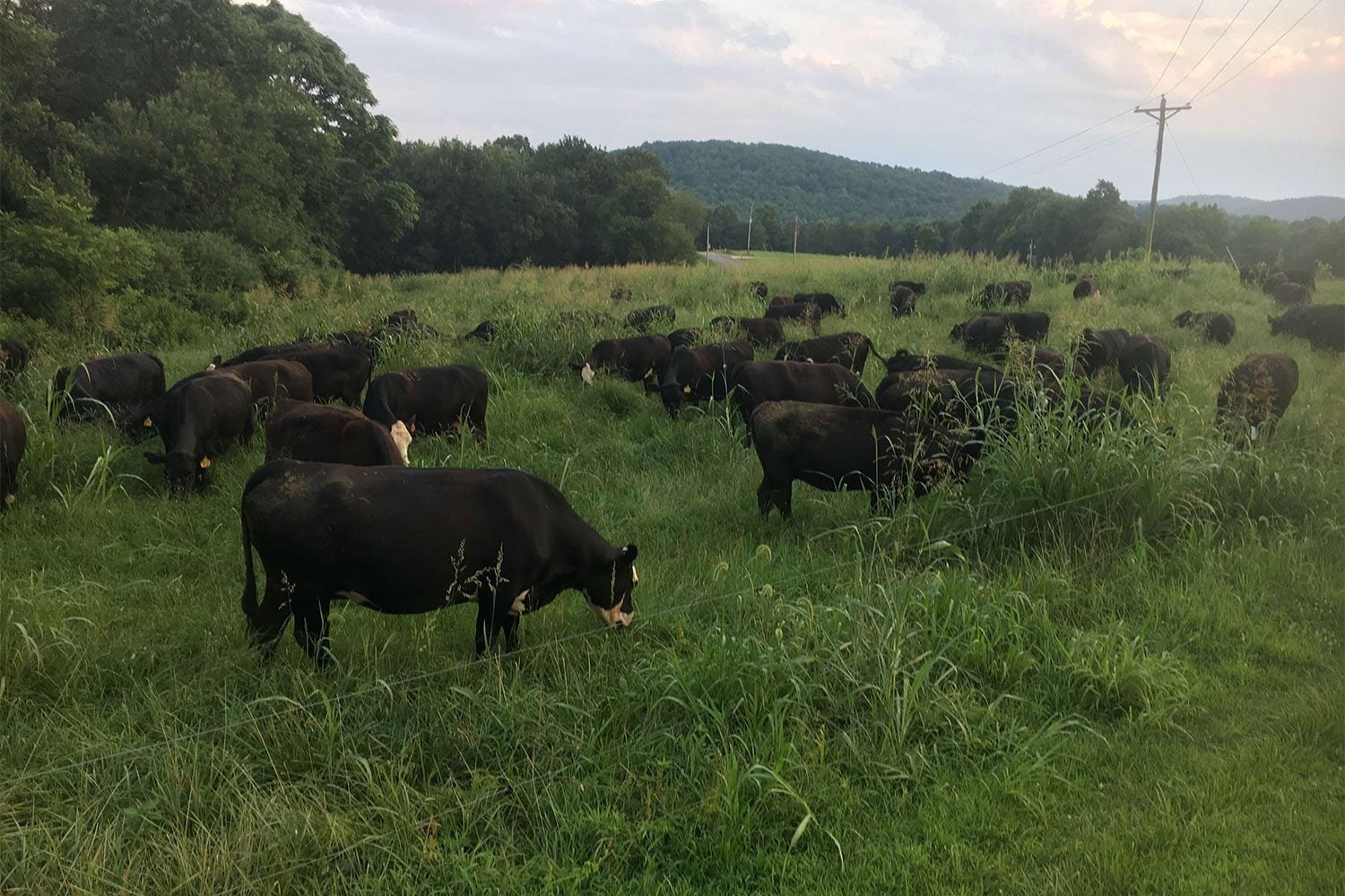 Quarter Cow Share from Hickory Nut Gap Farms | Hickory Nut Gap Farms